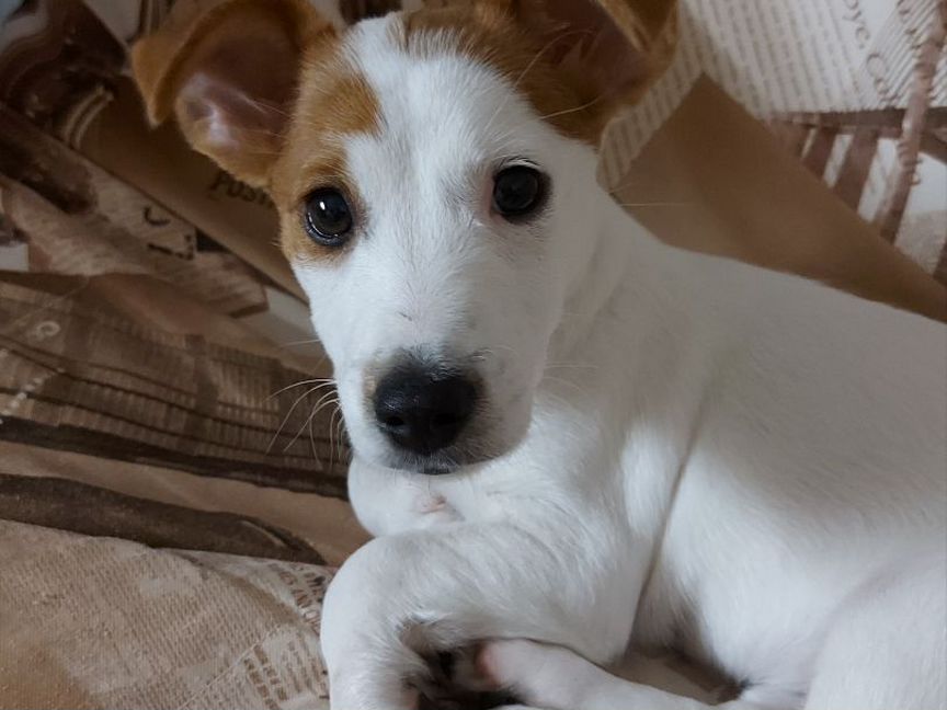 Щенки джек Рассел терьер