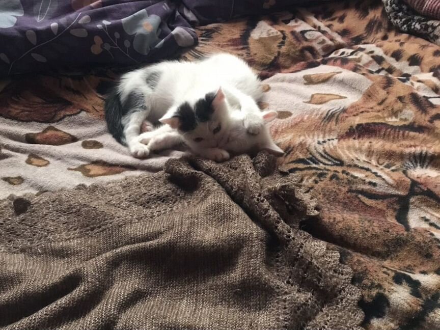 Котята от домашней кошечки