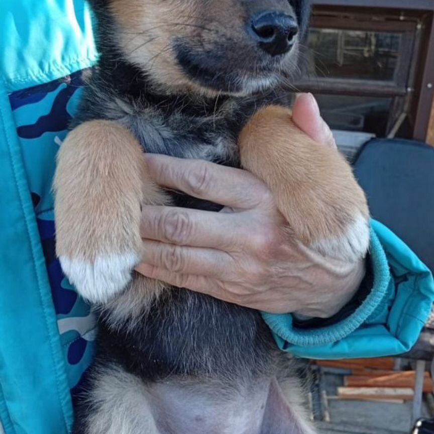 Маргоша ищет дом