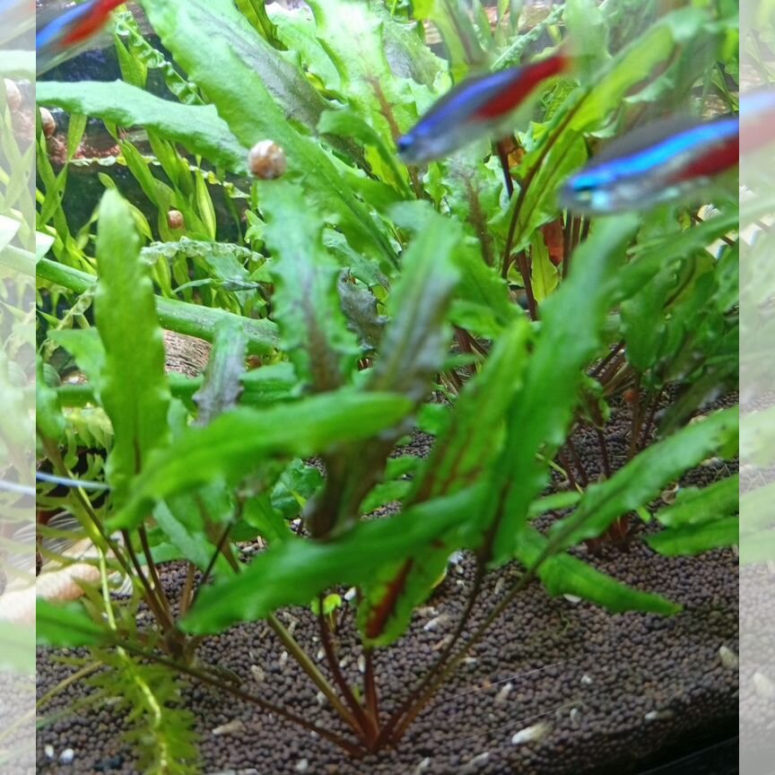 Аквариумные растения