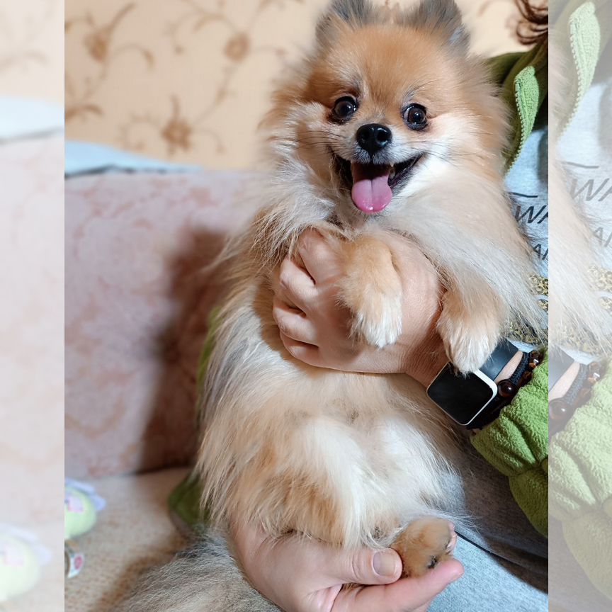 Немецкий шпиц, взрослый пёс