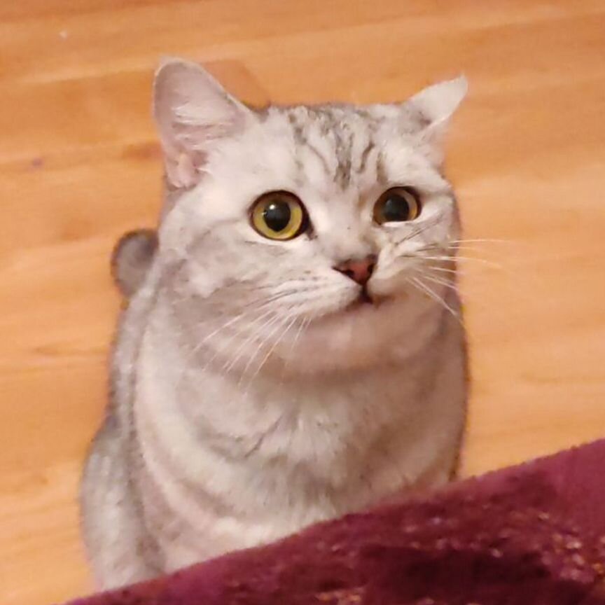 Шотландская прямоухая короткошёрстная, взрослая кошка