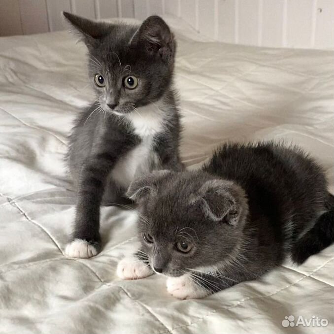 2 серых котёнка мальчика ждут свою семью