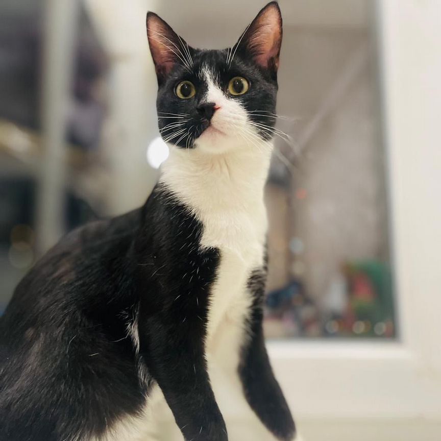 Котик в добрые руки