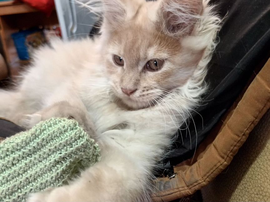 Котенок майн-кун