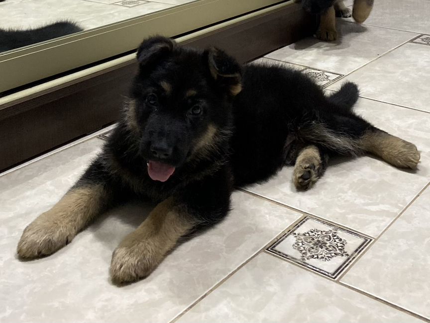 Немецкая овчарка