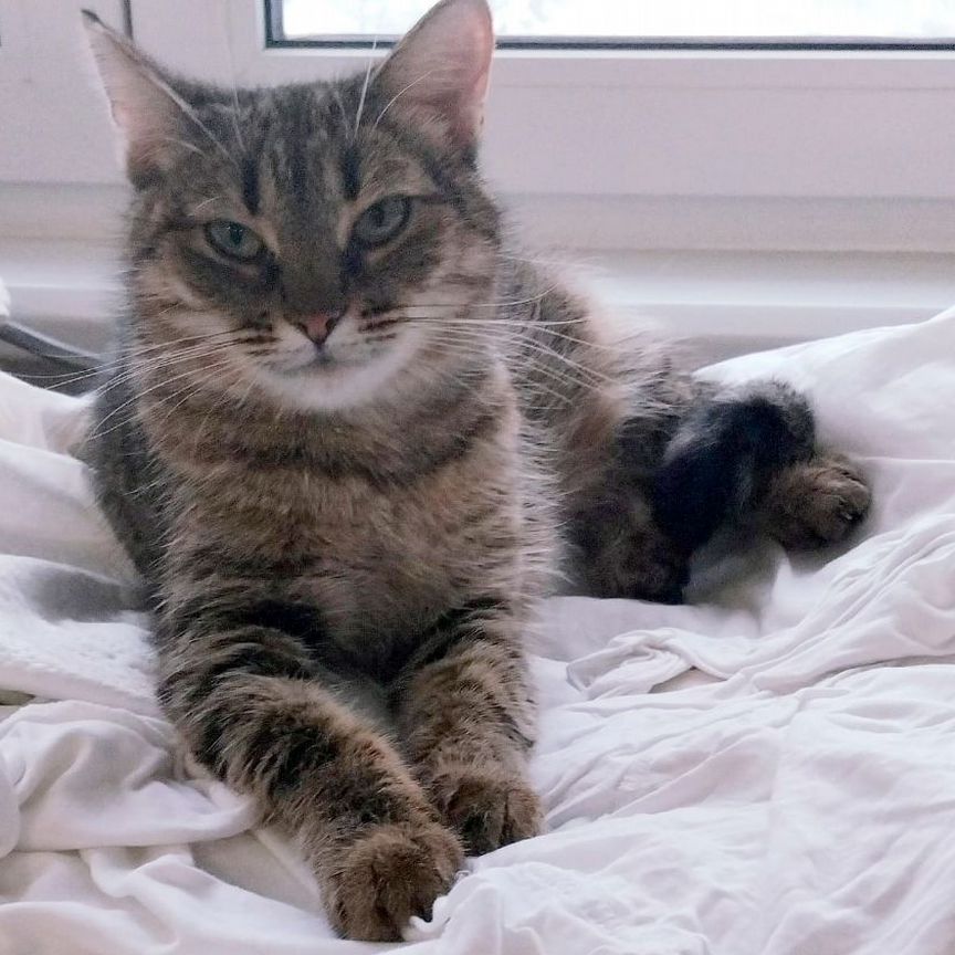Кошка в дар