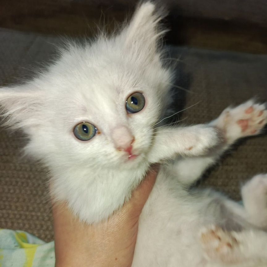 Турецкая ангора котёнок