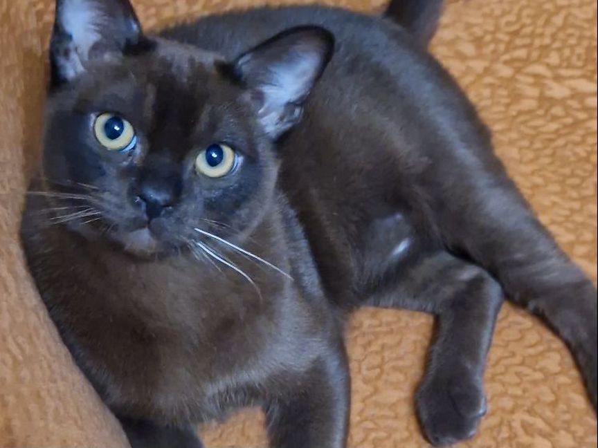 Бурманский котёнок
