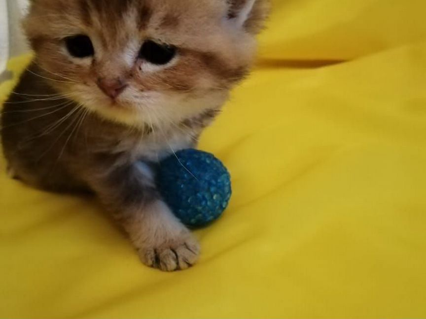 Котик шотландский ранняя бронь