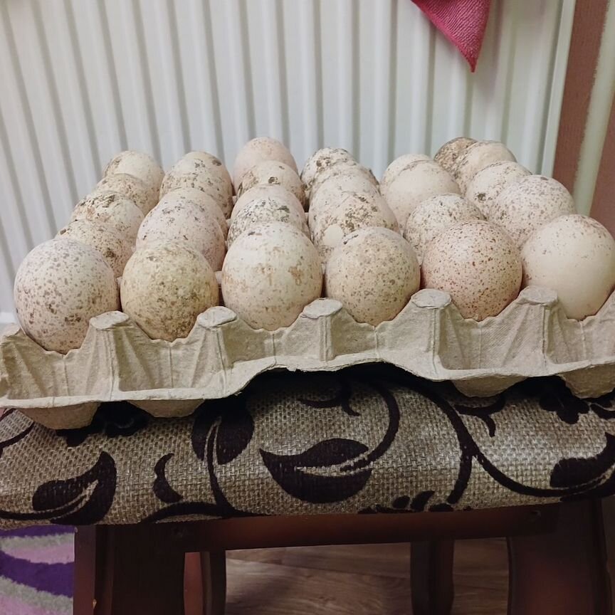 Продам инкубационное яйцо индюшиное