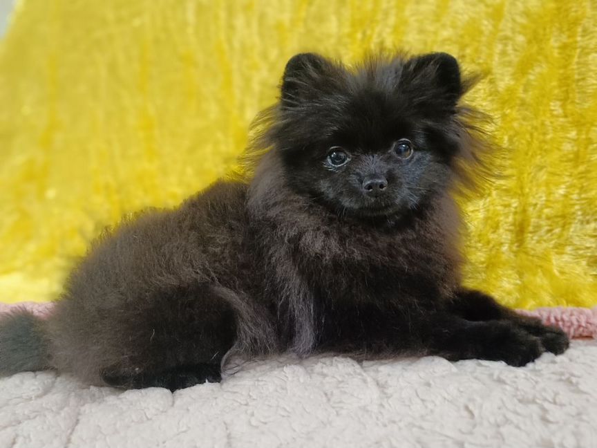 Девочка куколка померанский шпиц