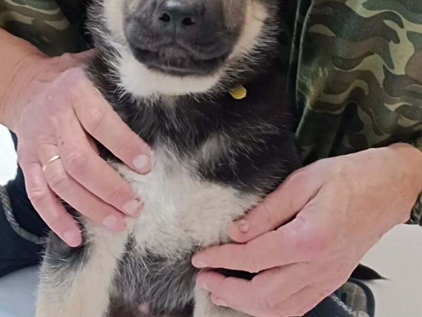 Восточноевропейская овчарка