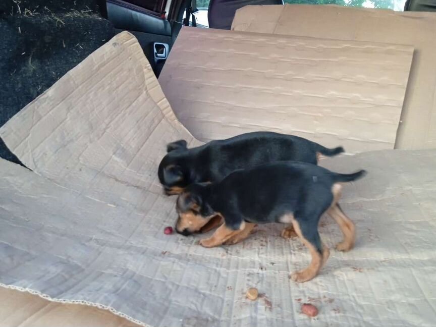 Щенки Ягдтерьера