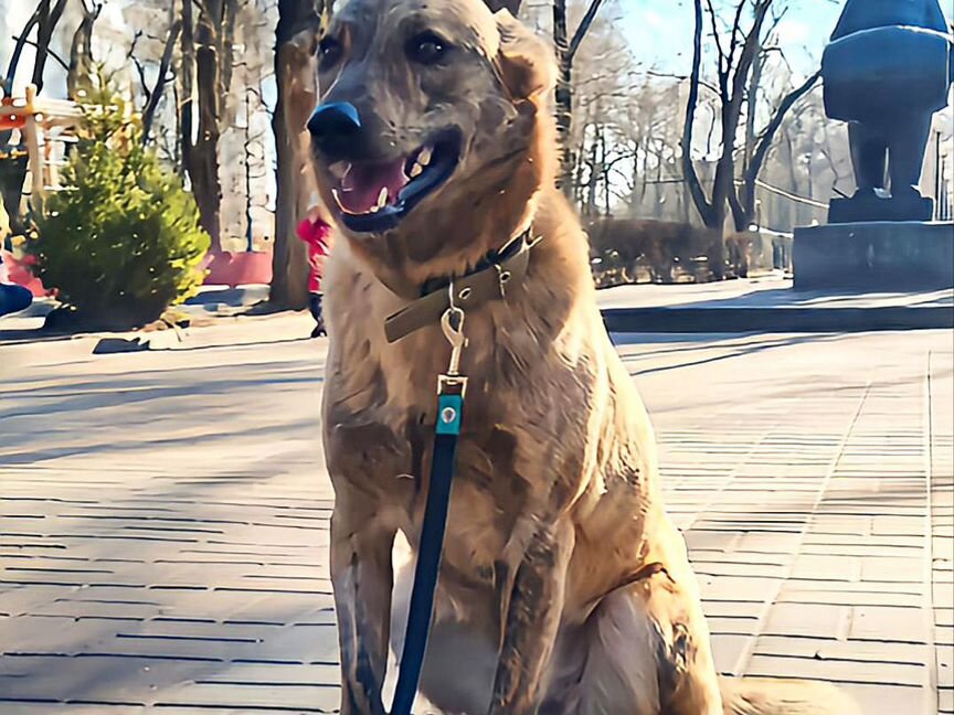 Настоящий компаньон Тигра