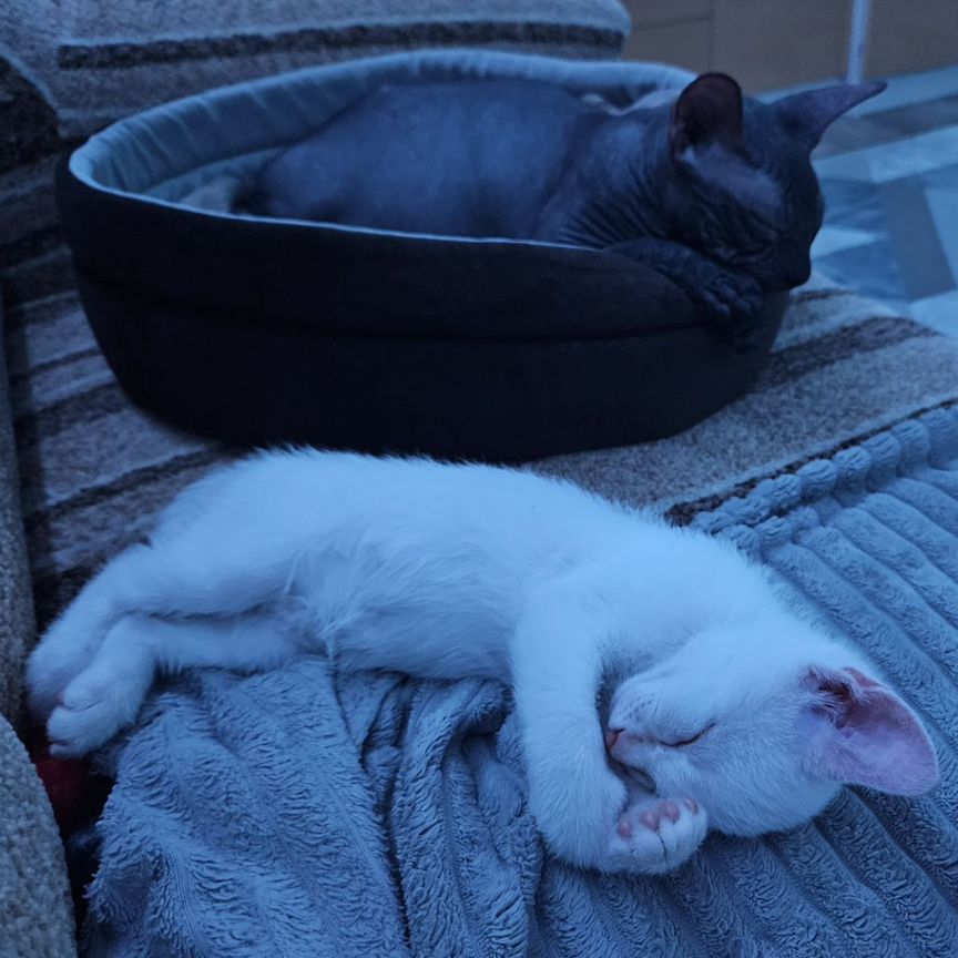 Канадский сфинкс котёнок