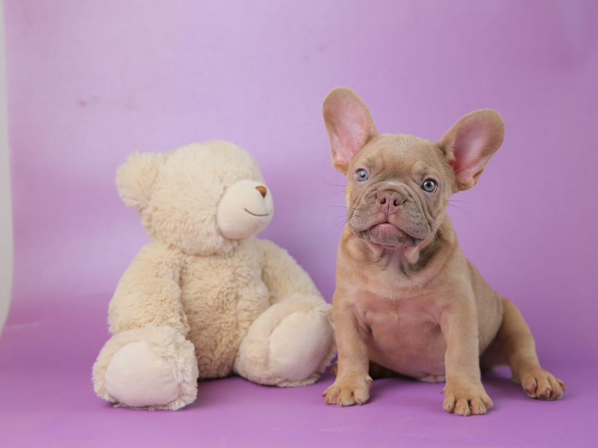 Мишка изабелловый мальчик