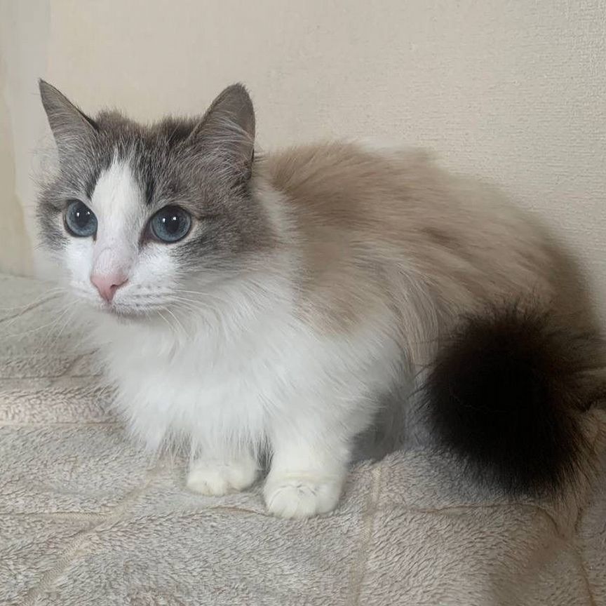Взрослая, кошка в добрые руки