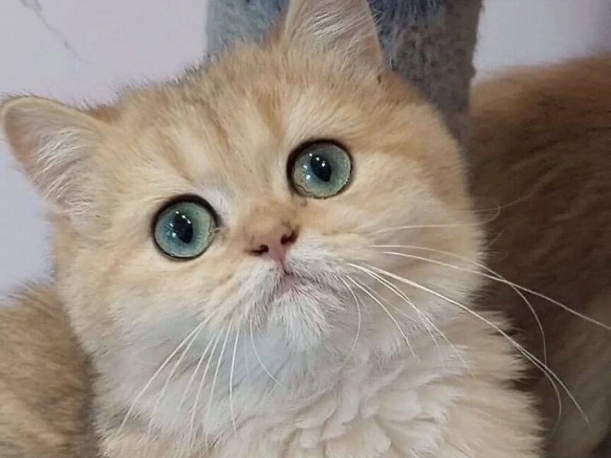 Яркая кошечка BRI ny 11