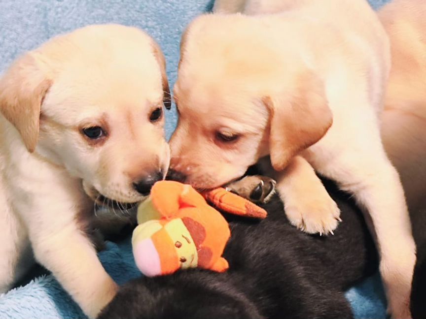 Щенки лабрадора
