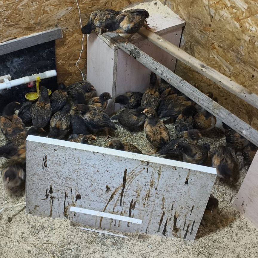 Цыплята кучинской породы