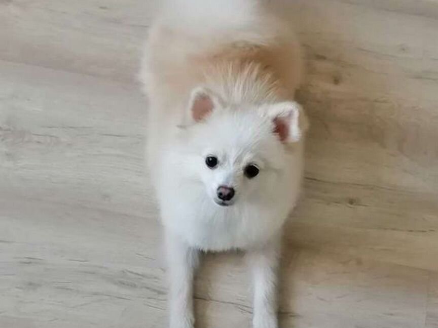 Шпиц для случки