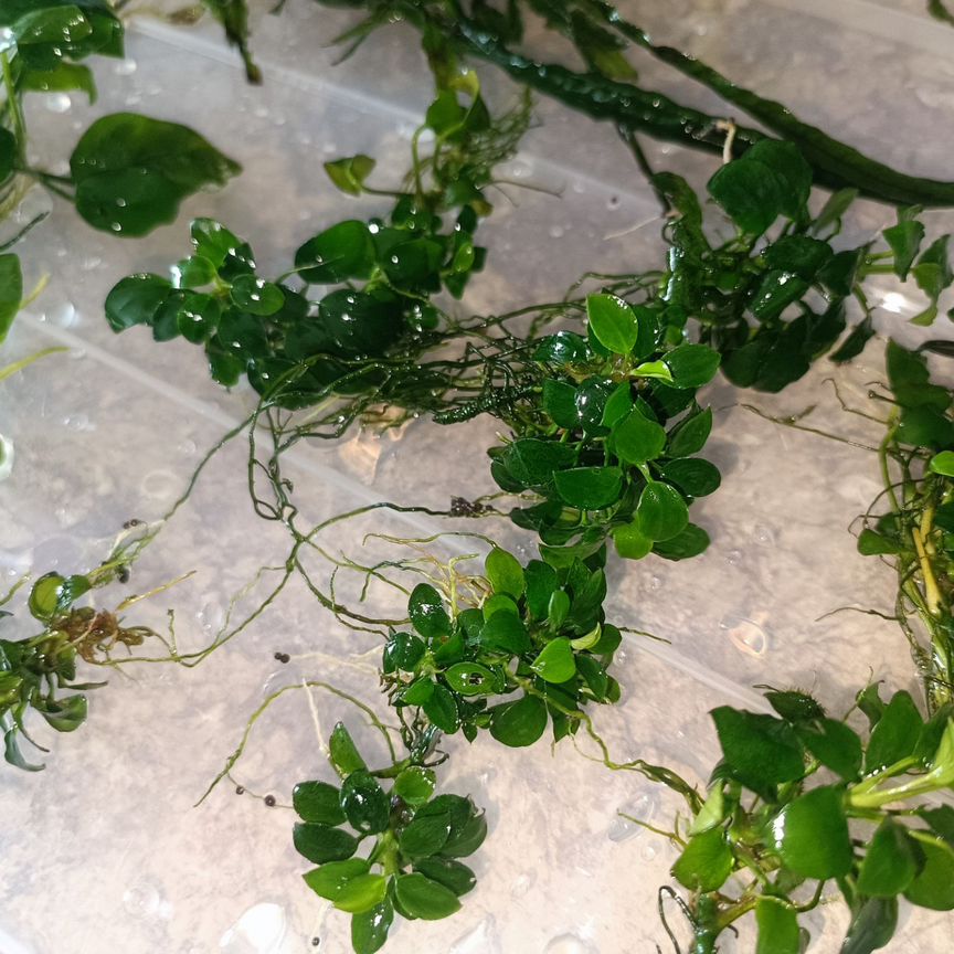 Аквариумная прополка