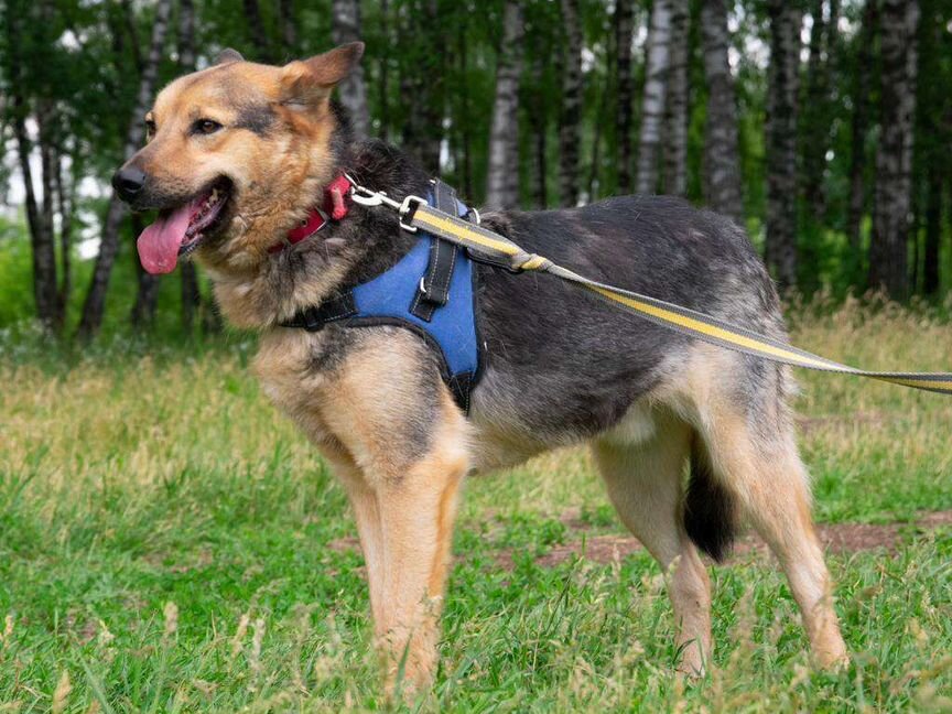 Восточноевропейская овчарка из приюта ищет дом