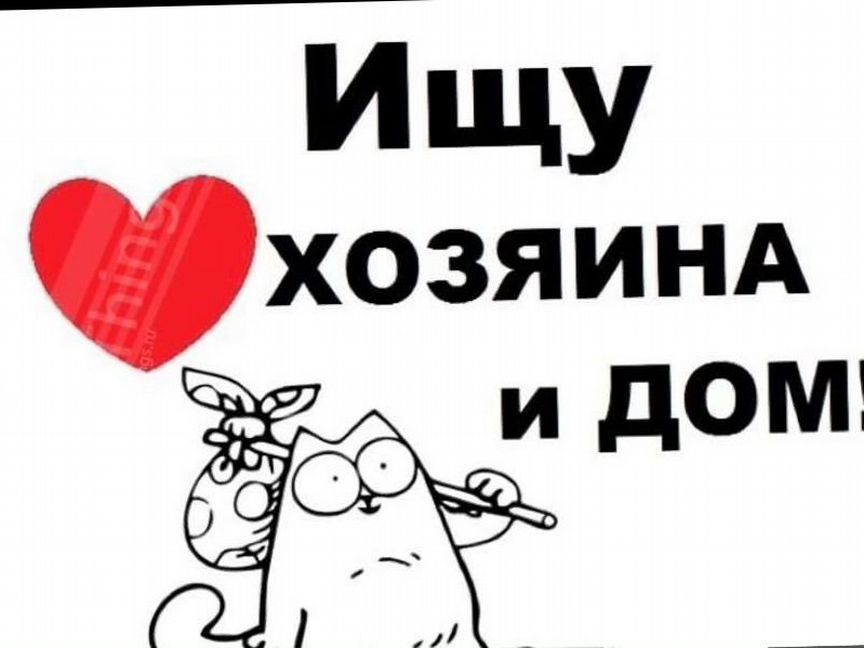 Ищем для кота дом срочно