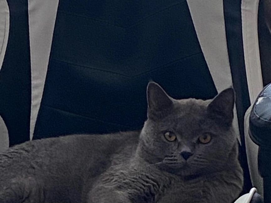Отдам кота в добрые руки