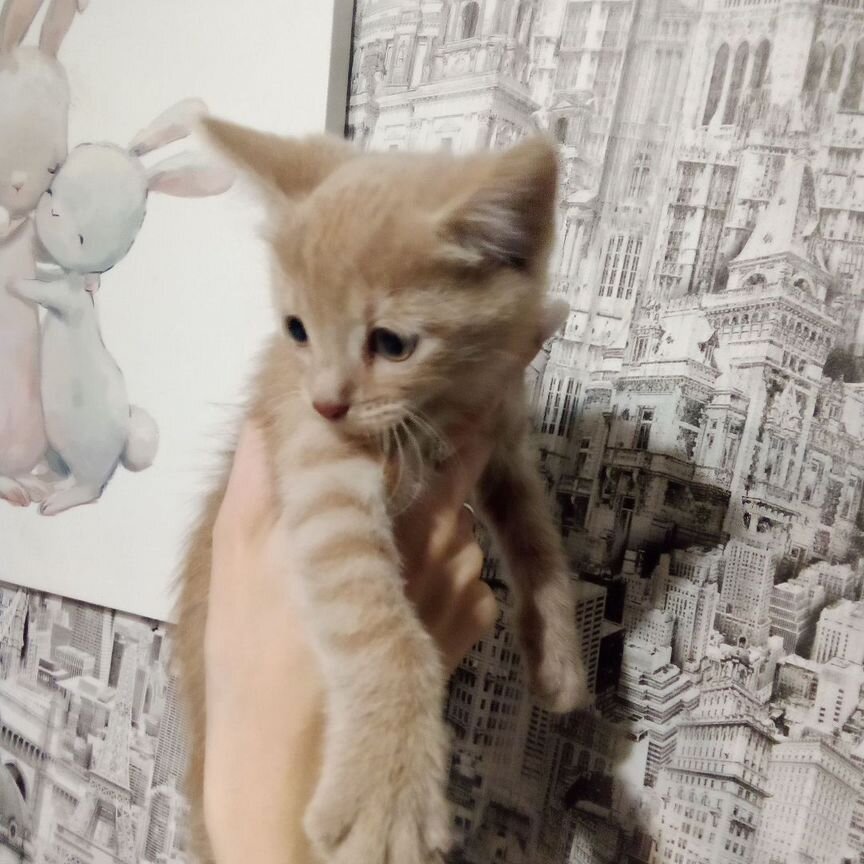 Метис мейн-кун