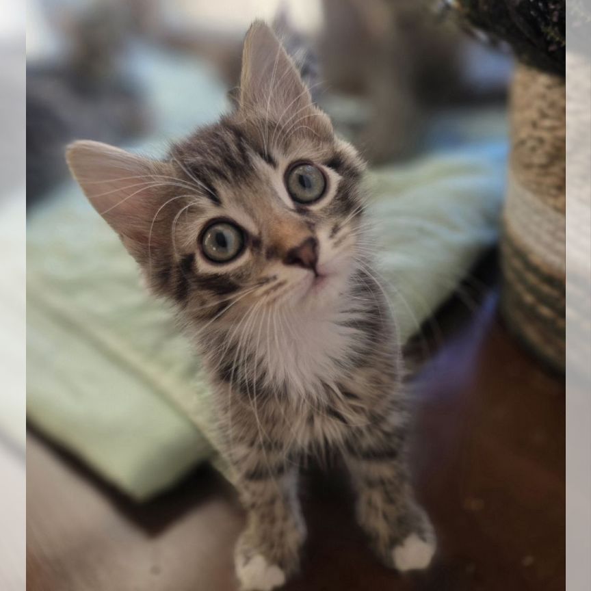 Котёнок в добрые руки