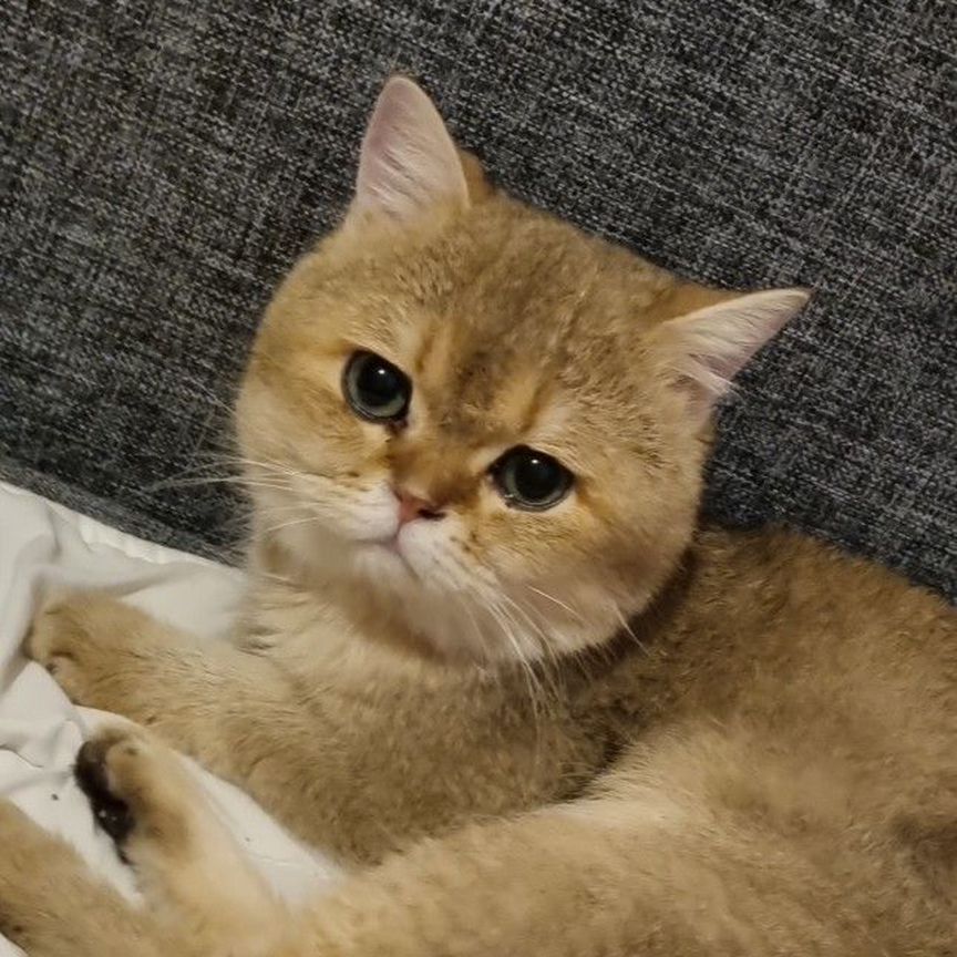 Кот британская золотая шиншилла