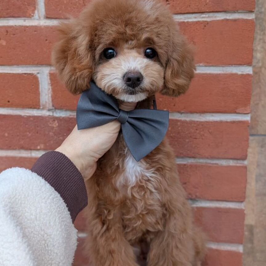 Мальтипу, щенок