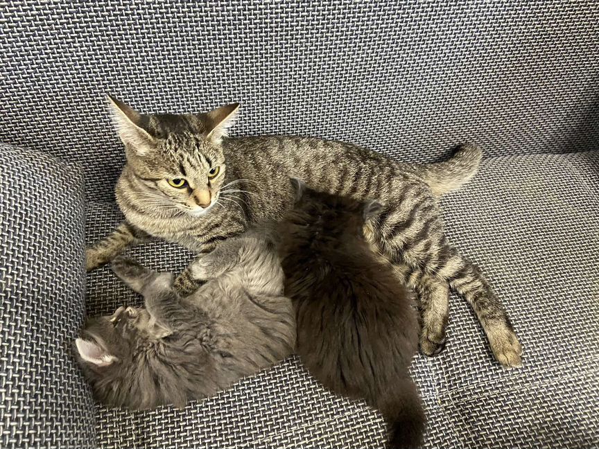 Котята в добрые руки