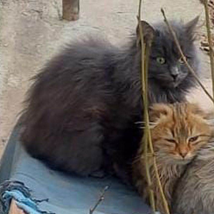 Котята в беде/нужен дом