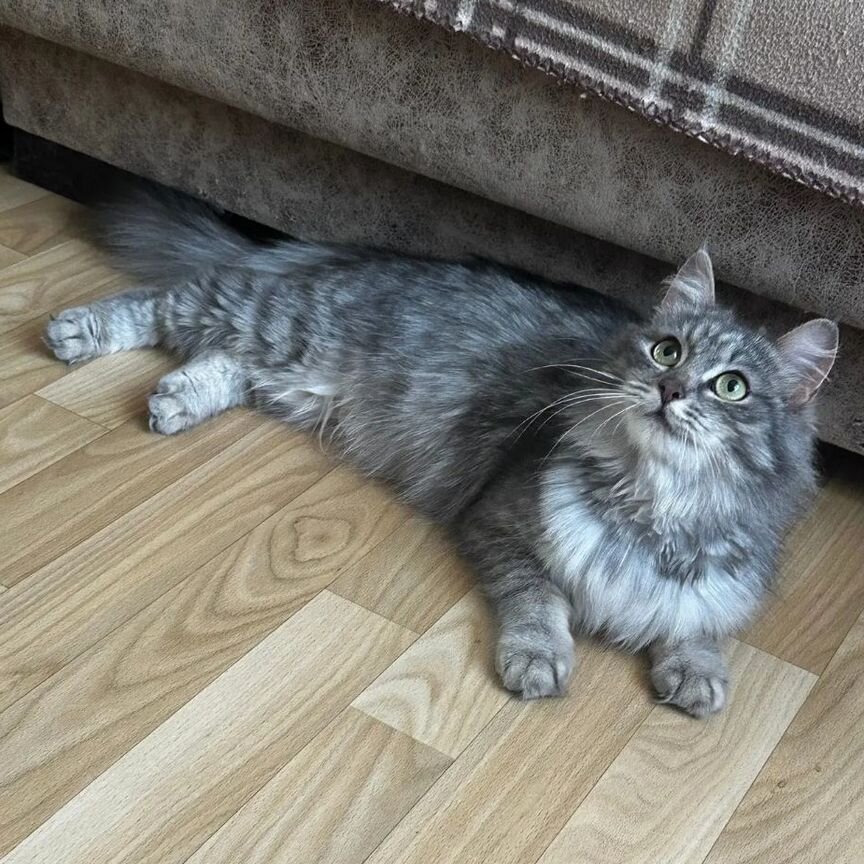 Сибирская, взрослая кошка