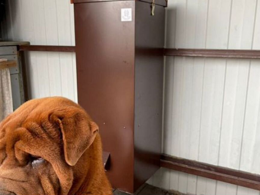 Кормушка для собак автоматическая (в аренду)