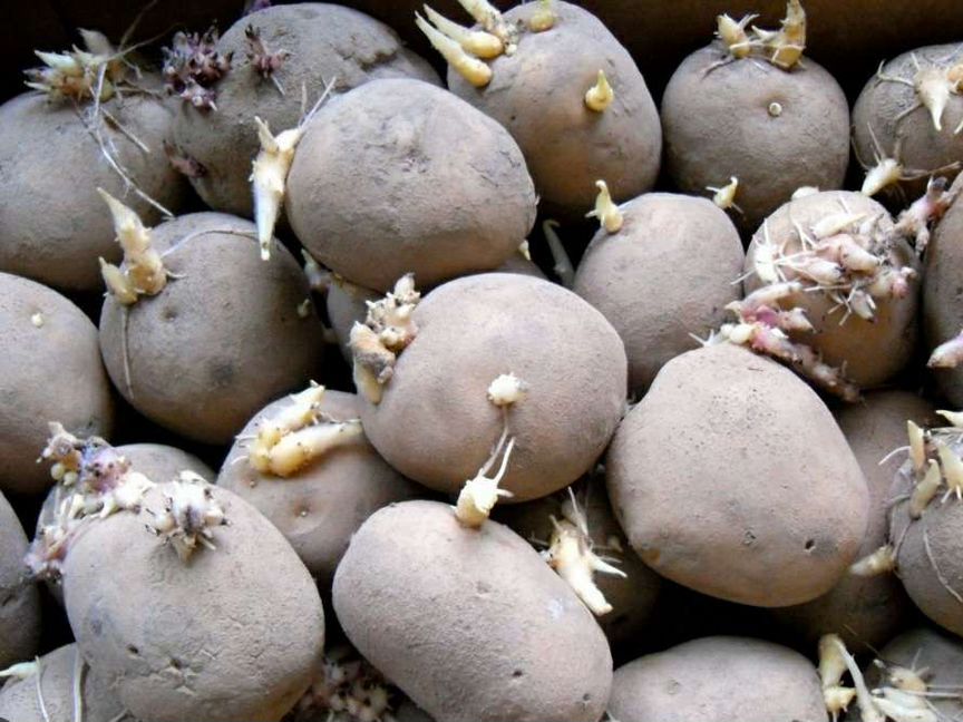 Корм, картофель на посадку