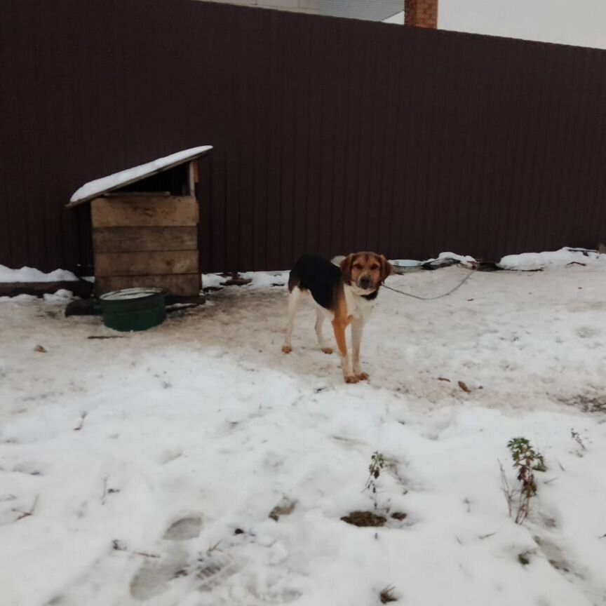 Продажа собаки бесплатно