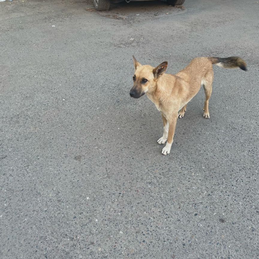 Спасите живую душу