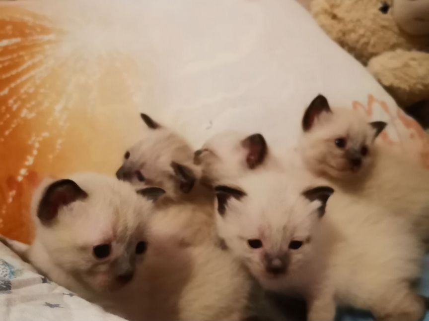 Тайские чистокровные котята мальчики