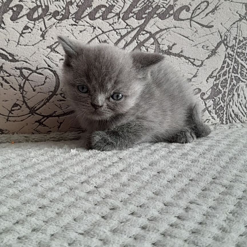 Котик