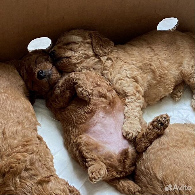 Собаки щенки той-пудель