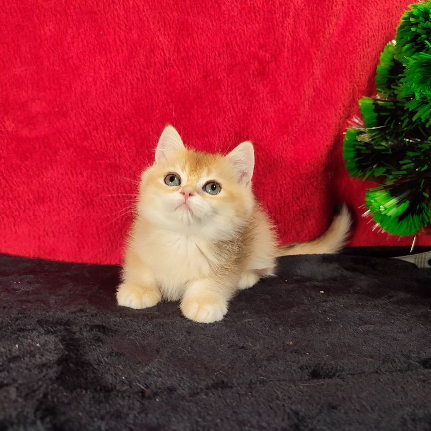 Британские котята