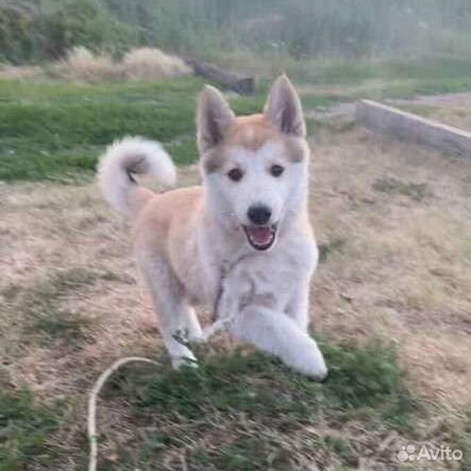 Помесь щенок бесплатно в добрые руки