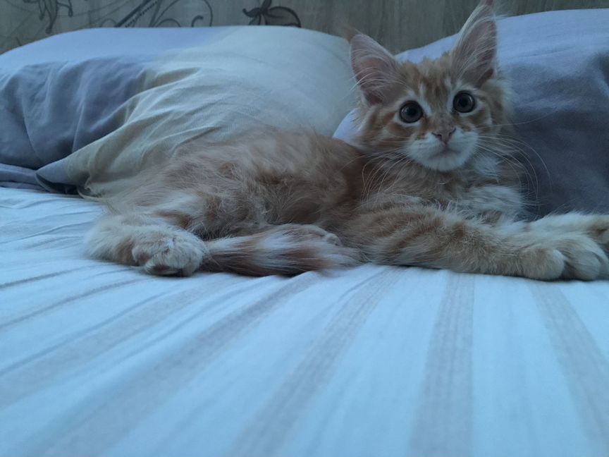 Кошечка Мейн кун