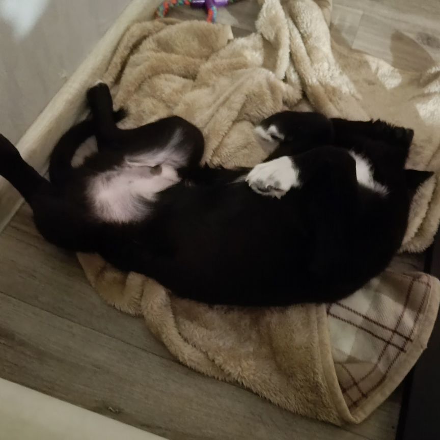 Щенок в добрые руки