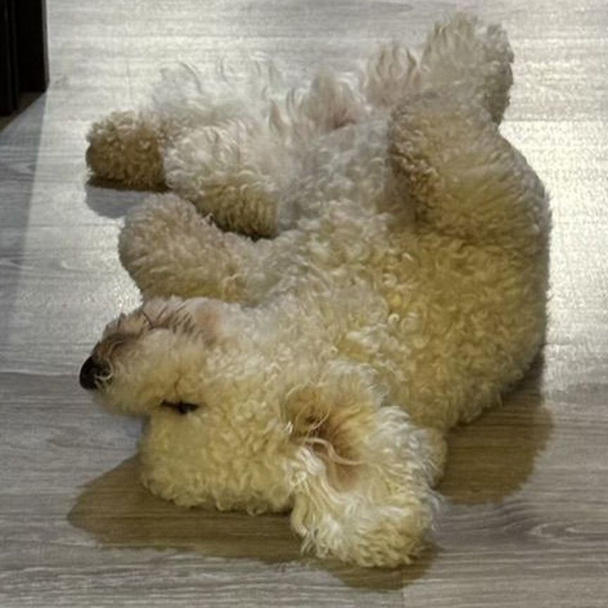 Случка собак бишон фризе