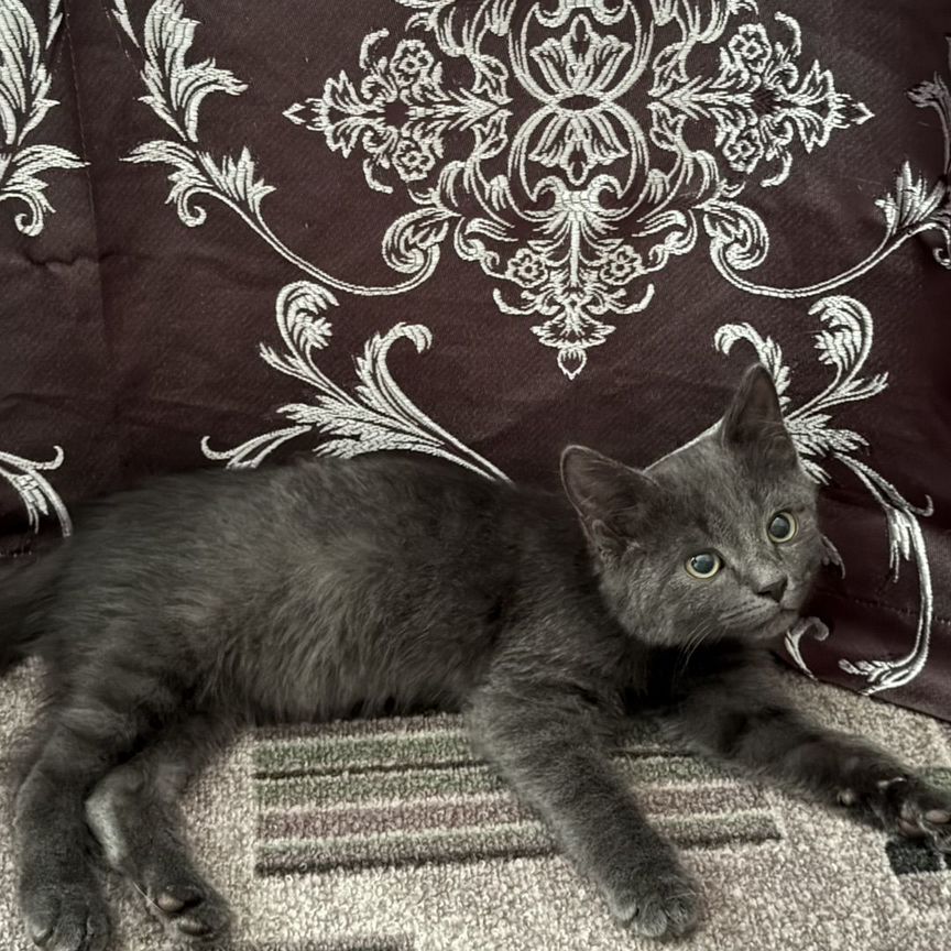 Котик бесплатно